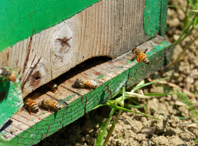 I Hate Bees | A Cook Not Mad - Food and Travel Blog